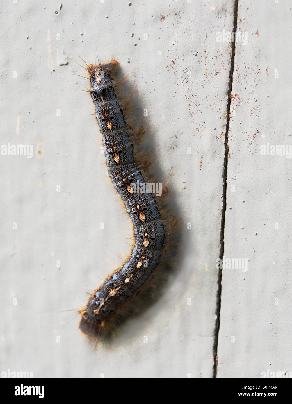 Caterpillar blue hi-res stock photography and images - Alamy