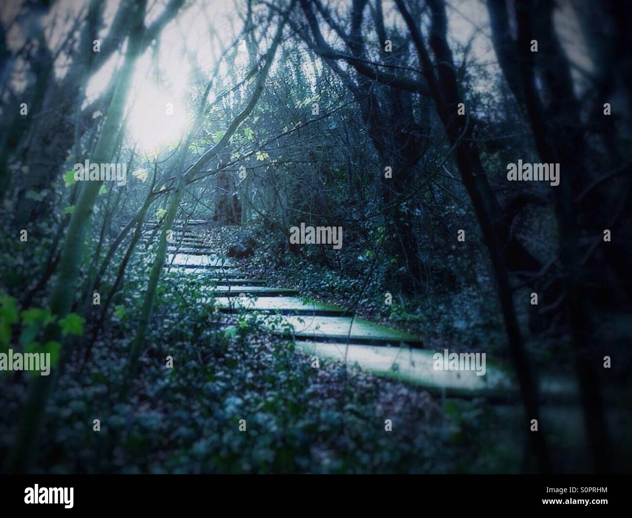 Moody forest steps Stock Photo - Alamy