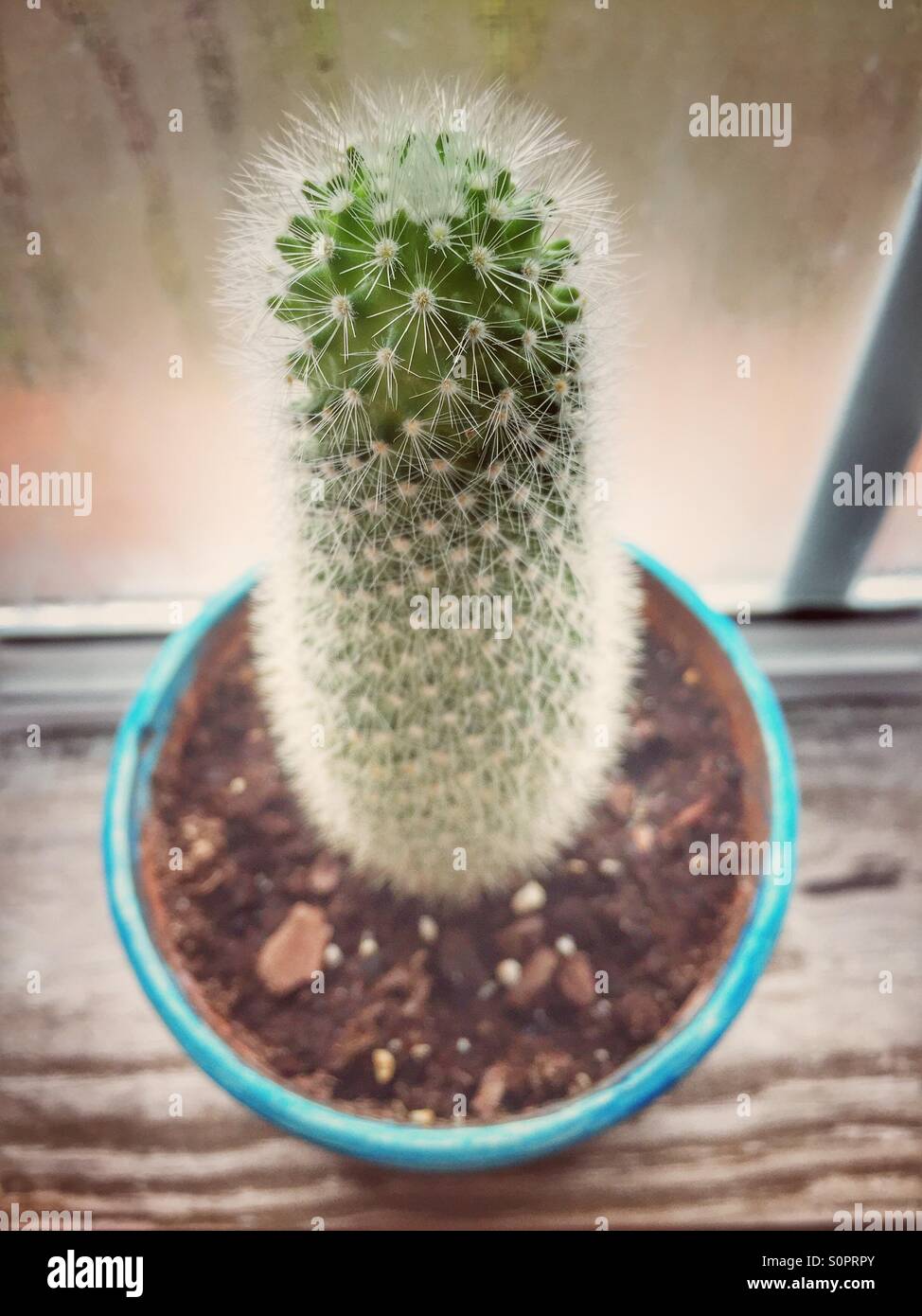 Bob the cactus hi-res stock photography and images - Alamy