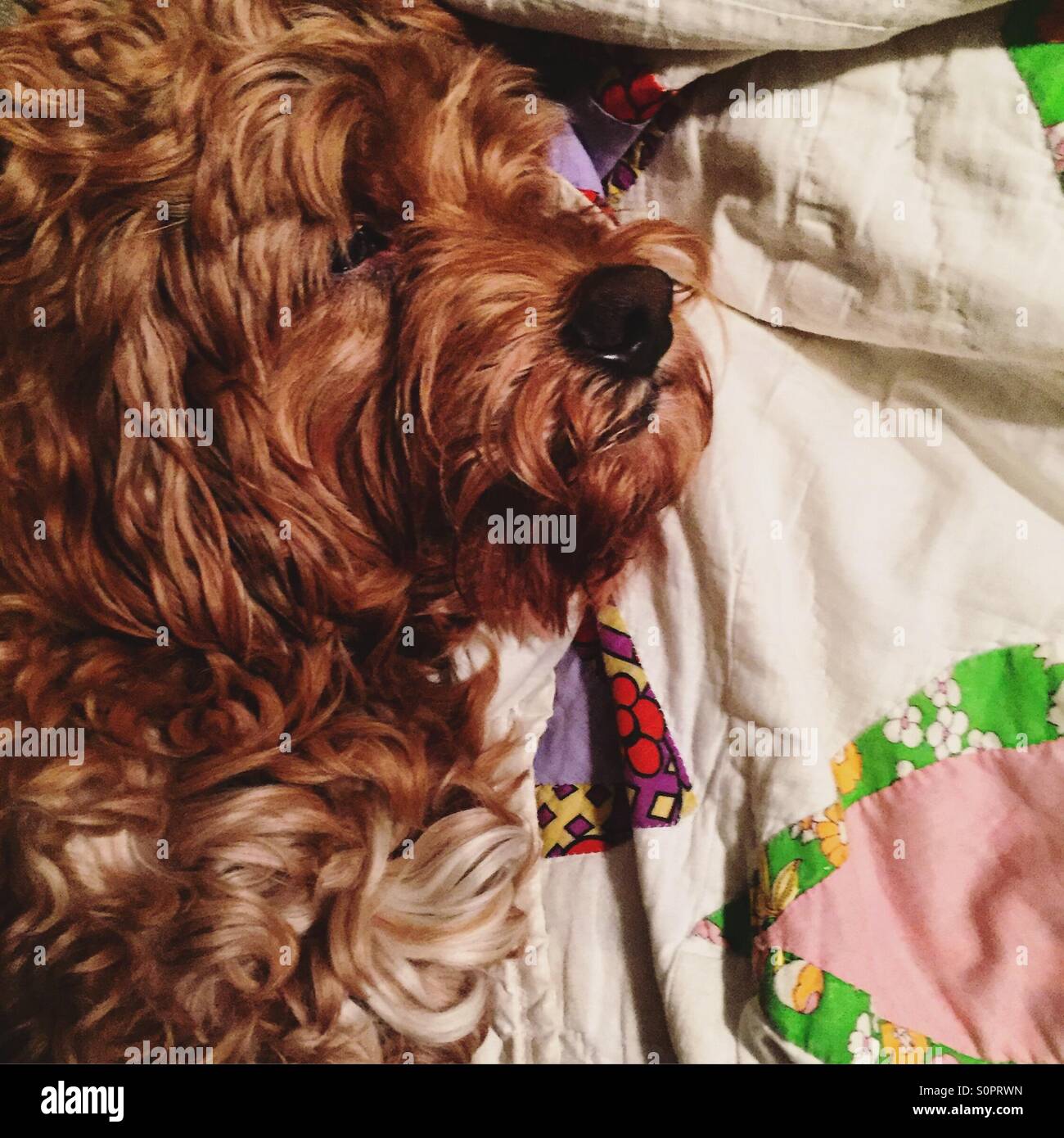 Snug animals hi-res stock photography and images - Alamy