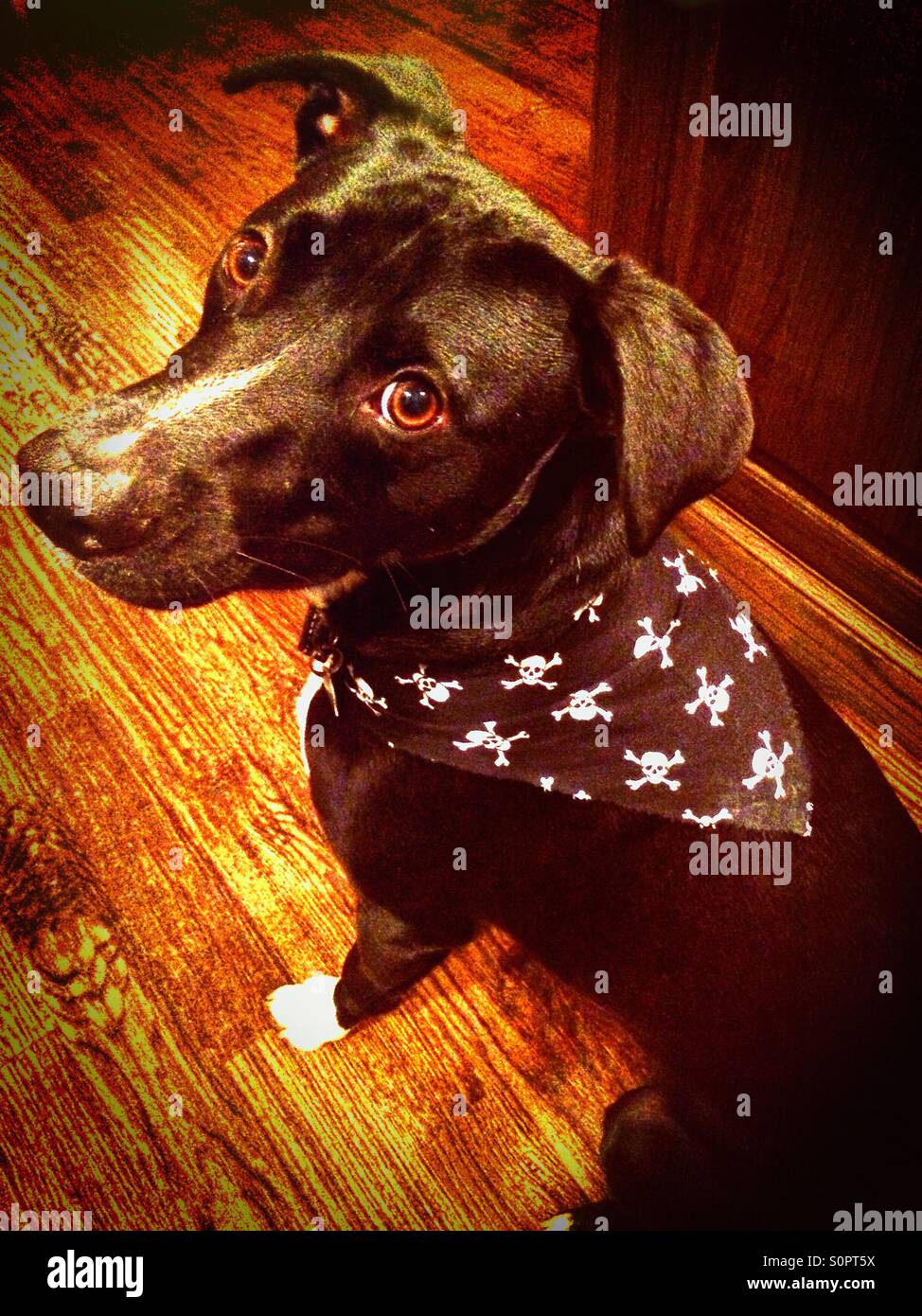 Cartoon Dog Skull And Crossbones