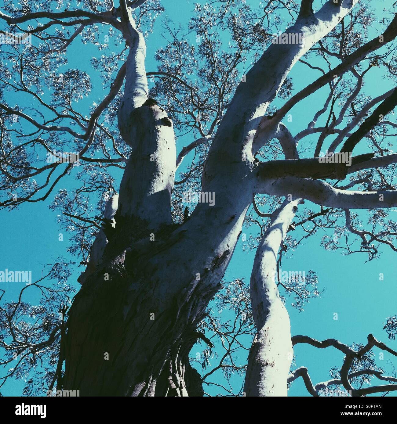 Tree with trunk and branches hi-res stock photography and images - Alamy