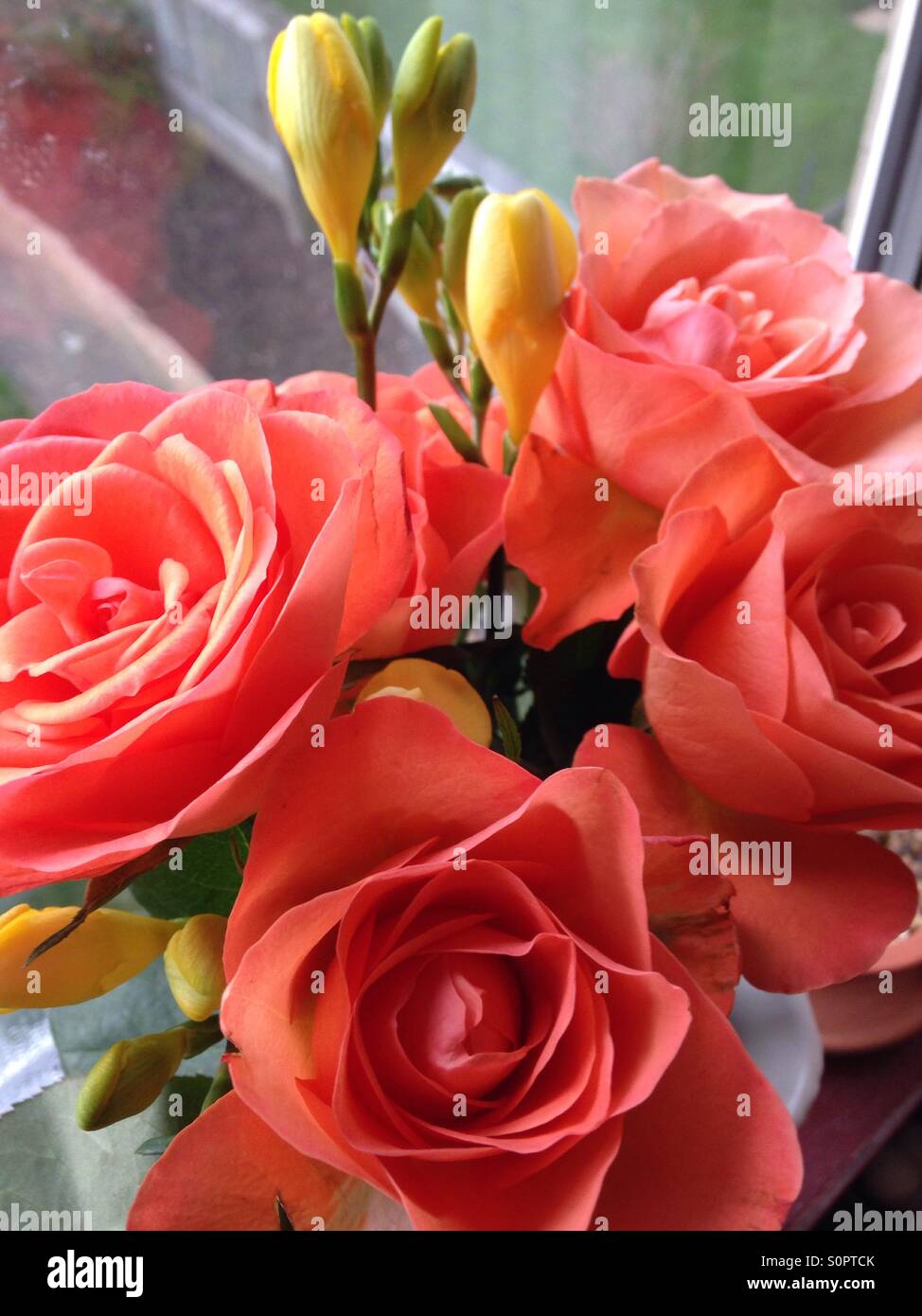 Pretty pink roses hi-res stock photography and images - Alamy