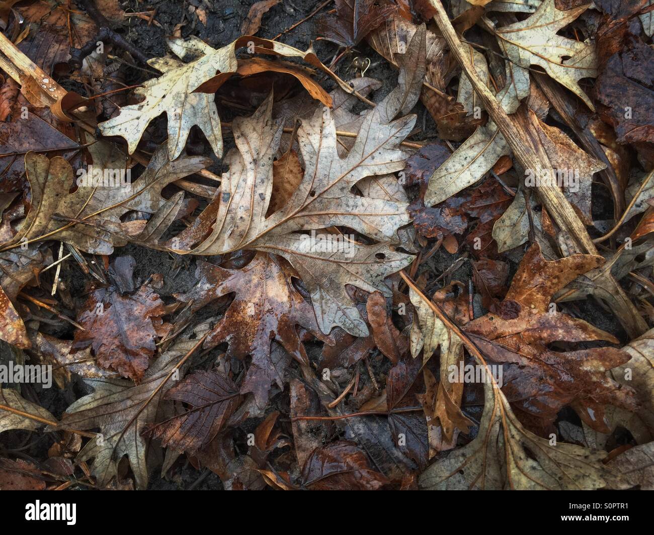 Decomposing Leaves High Resolution Stock Photography and Images - Alamy