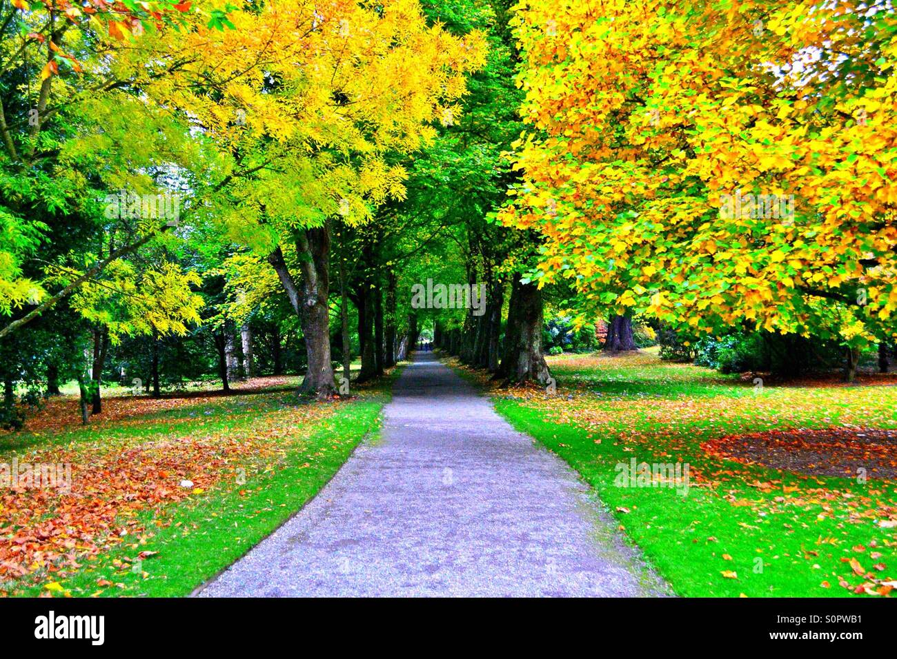 A path through the trees Stock Photo - Alamy