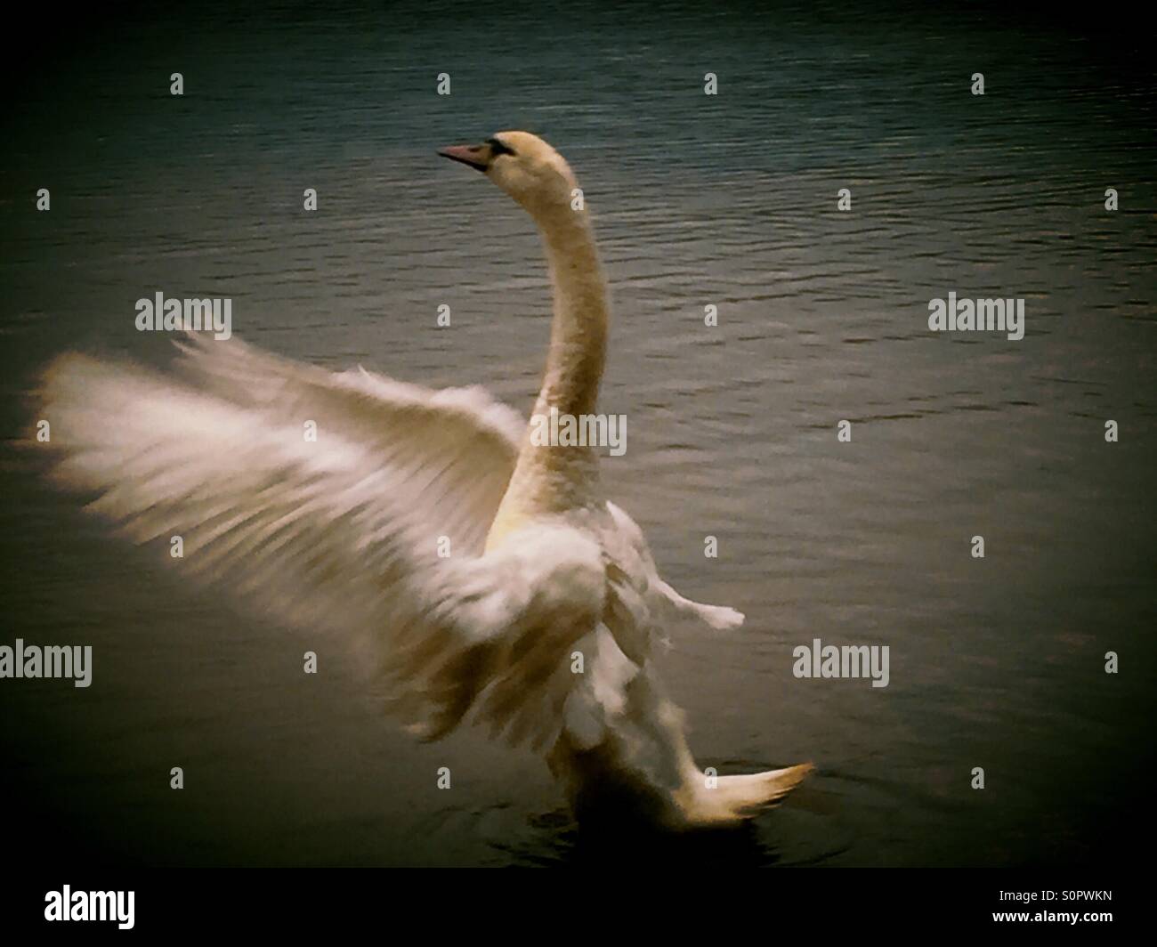 A beautiful swan flapping its wings Stock Photo - Alamy