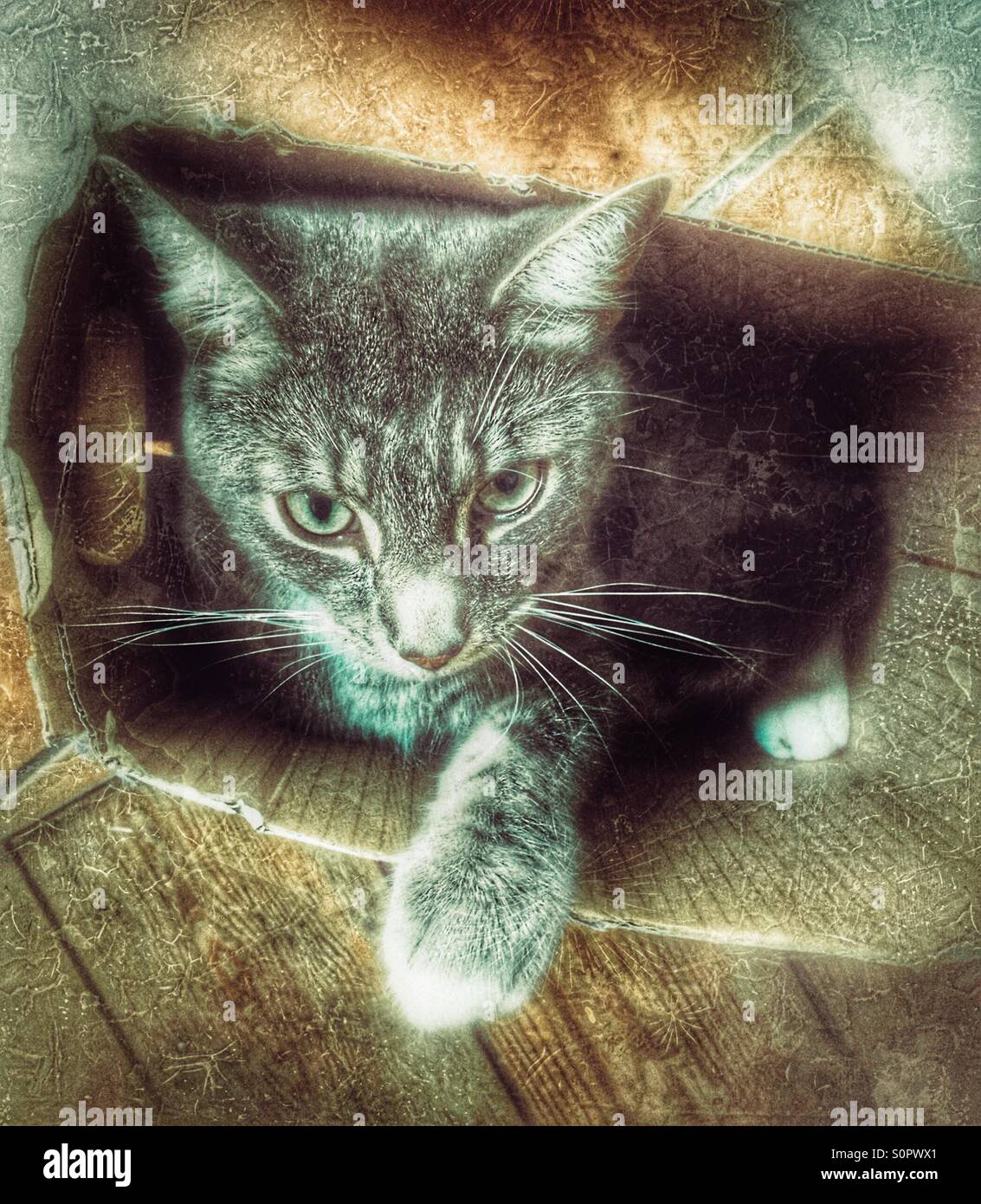 Cat in a box Stock Photo - Alamy