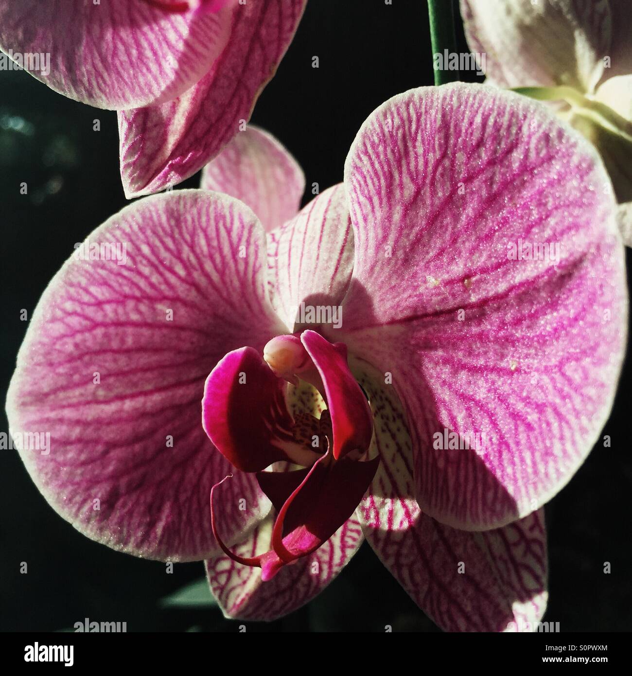 Orchid texture hi-res stock photography and images - Alamy