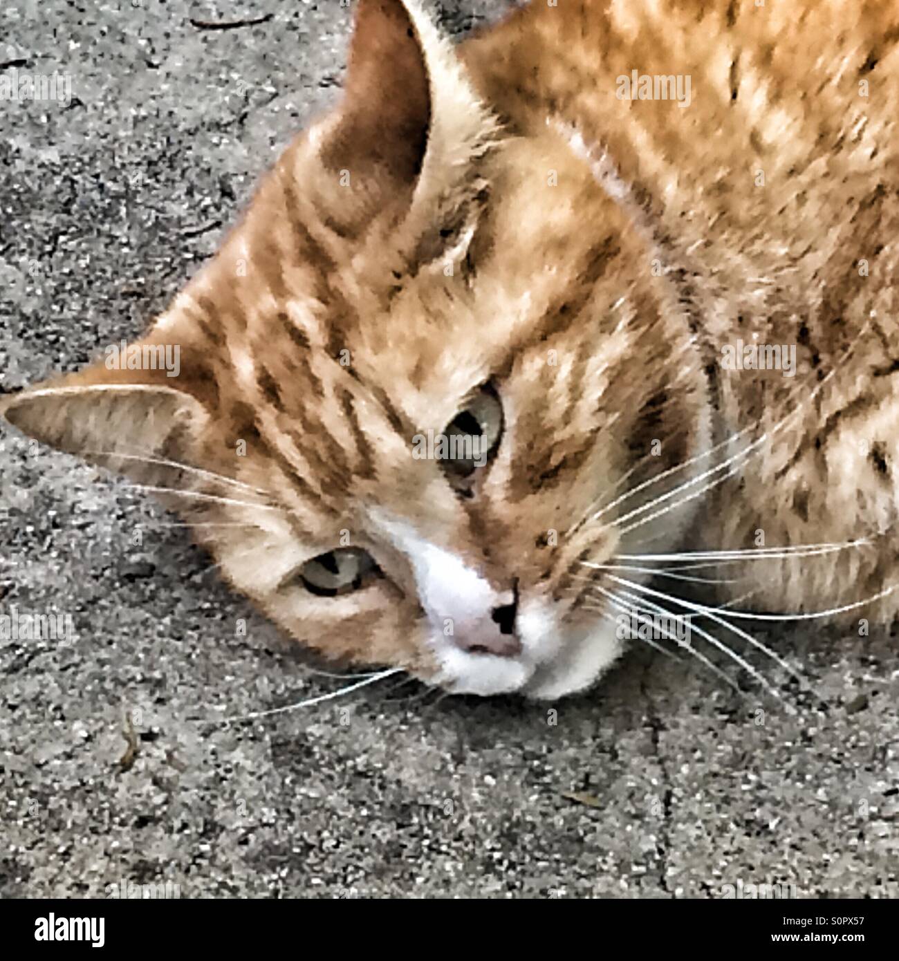 Tired red cat hi-res stock photography and images - Alamy