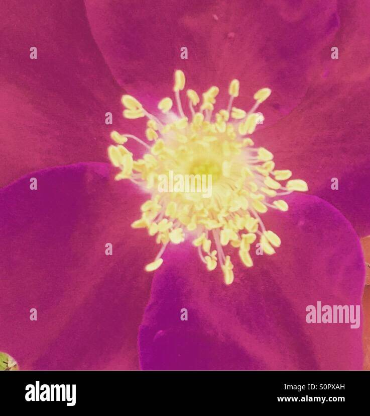Pollen in pink Stock Photo - Alamy