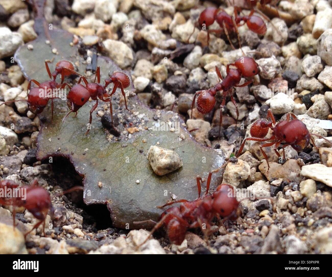 Red ants hi-res stock photography and images - Alamy