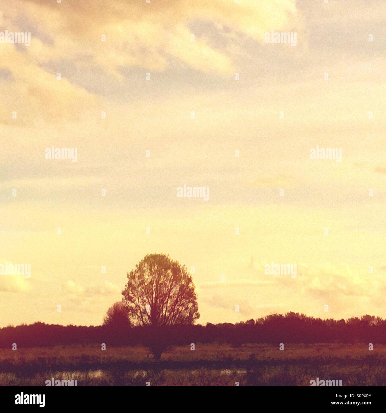 Sepia nature background Stock Photo - Alamy