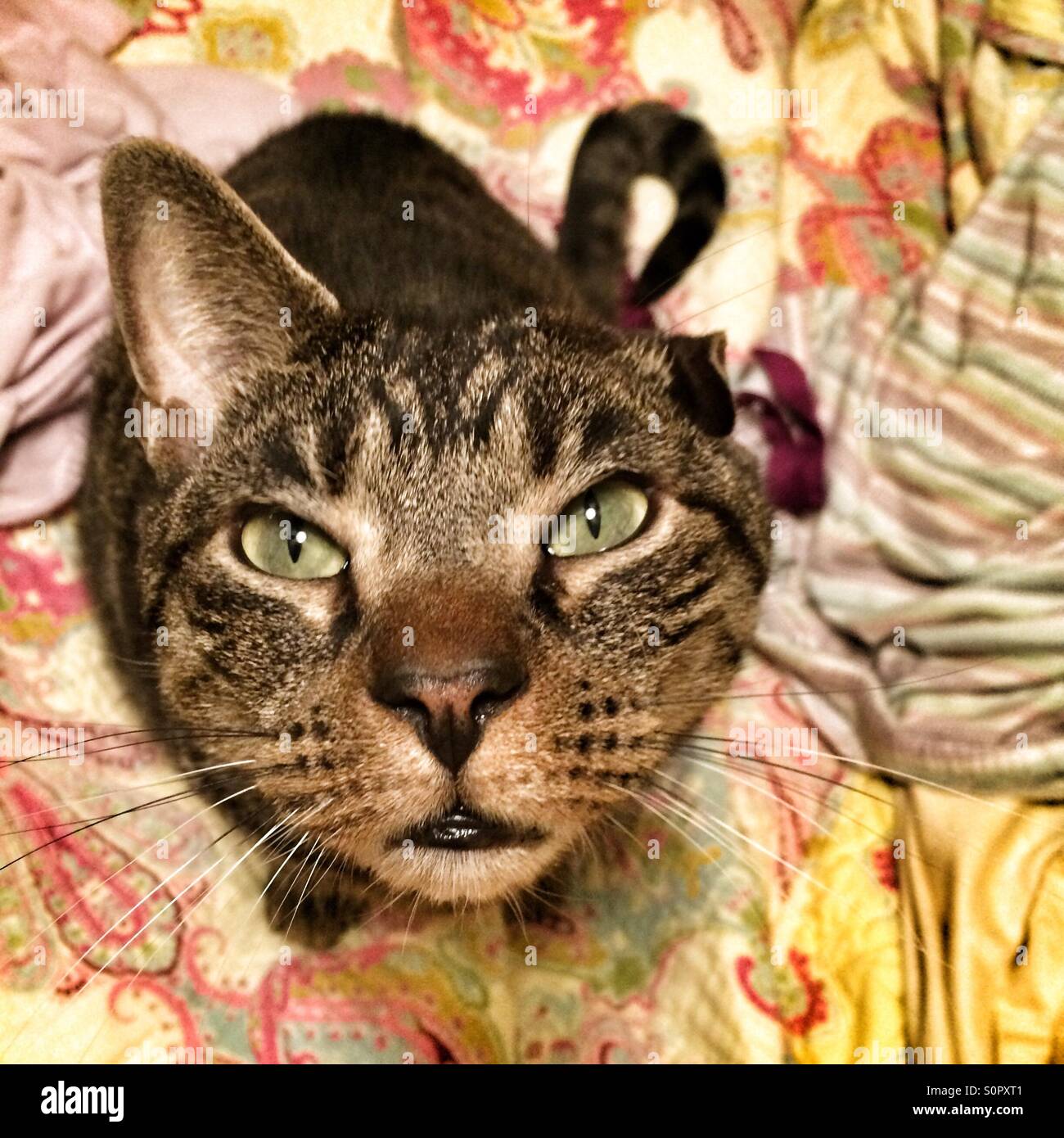 Purr cats hi-res stock photography and images - Alamy