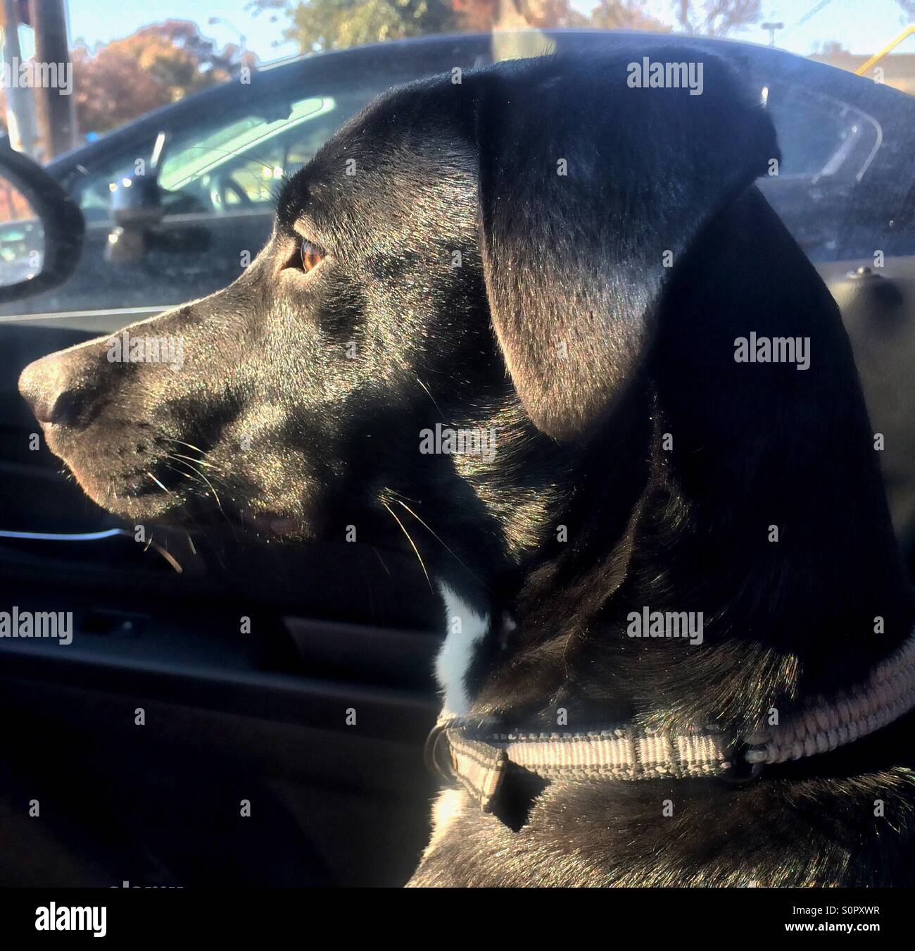 Dog on passenger seat hi-res stock photography and images - Alamy