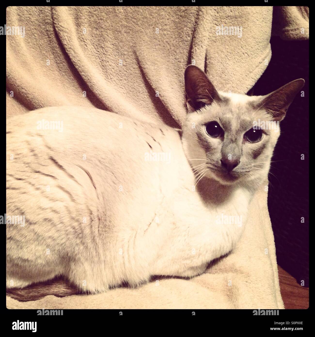 Siamese cat sitting hi-res stock photography and images - Alamy