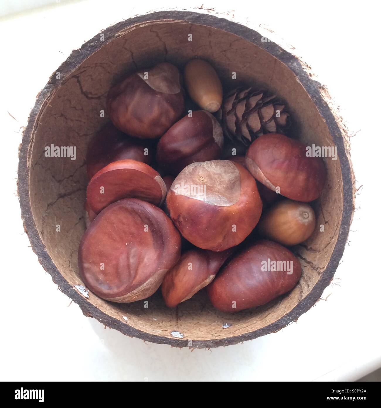 Chestnuts Cone Stock Photos & Chestnuts Cone Stock Images - Alamy