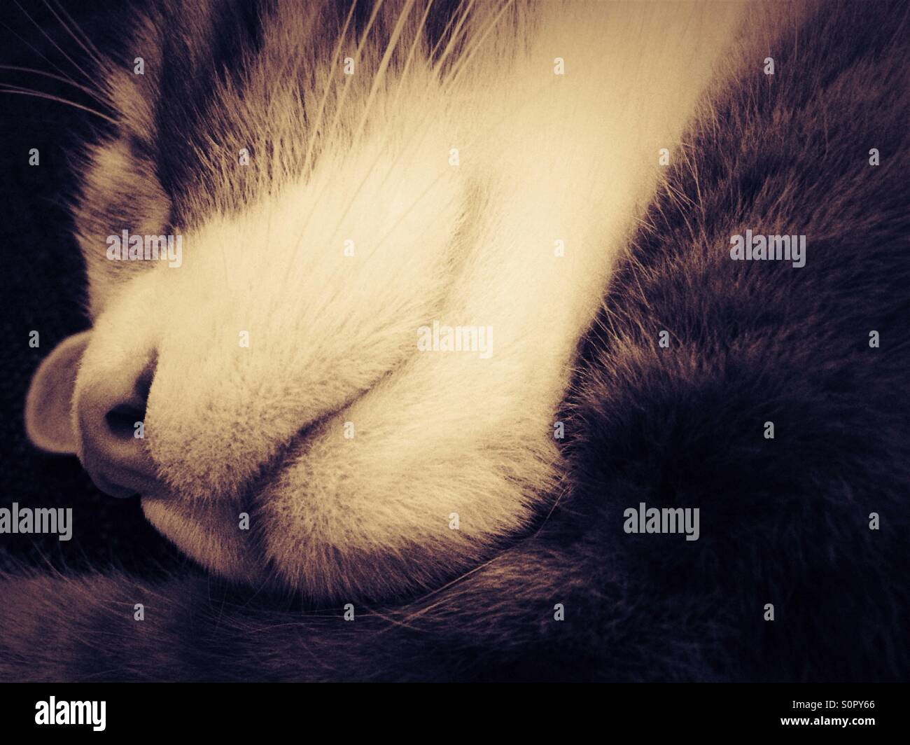 Cat sleep with human hi-res stock photography and images - Alamy