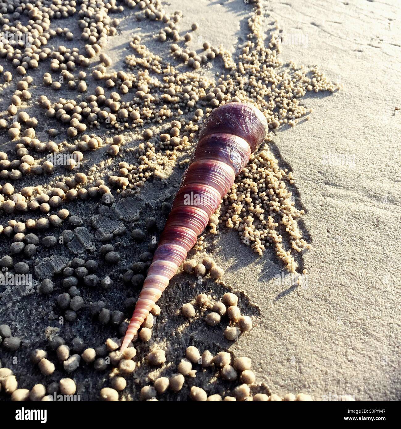 Gem amongst the sand Stock Photo - Alamy