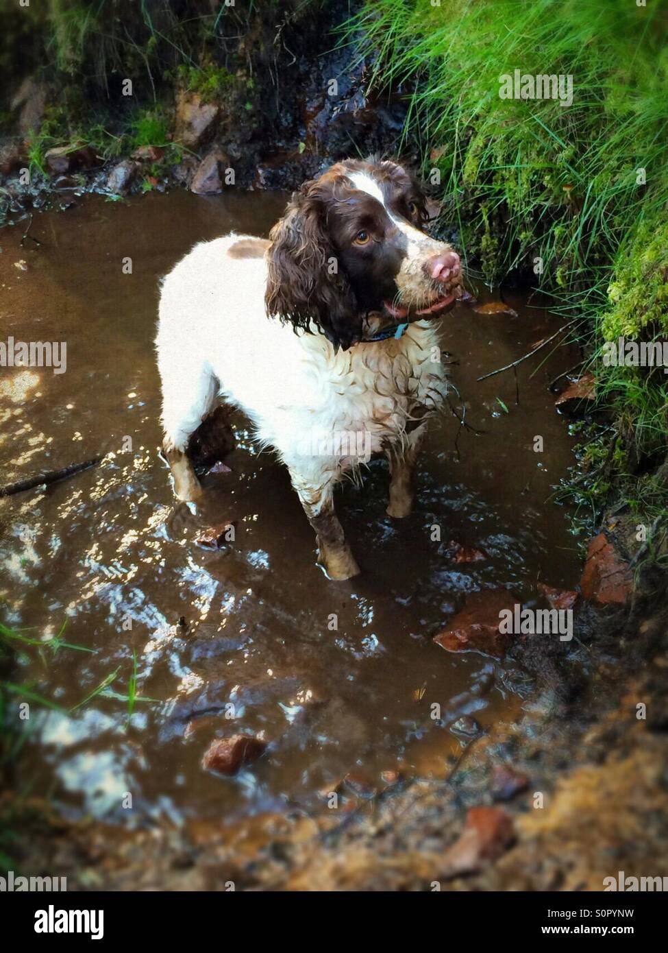 Happy springer spaniel hi-res stock photography and images - Alamy