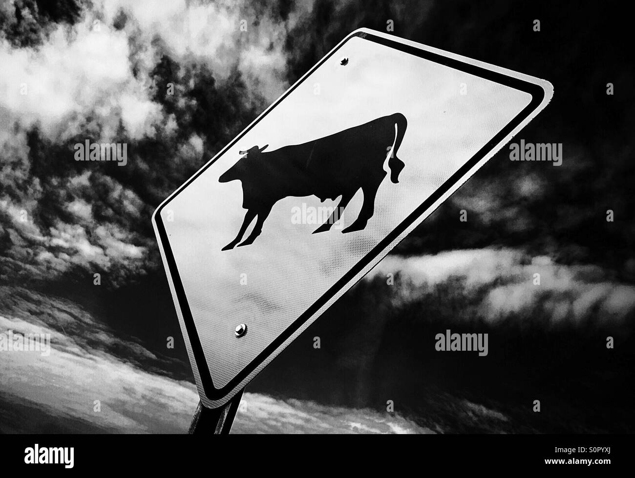 Cattle crossing ahead hi-res stock photography and images - Alamy
