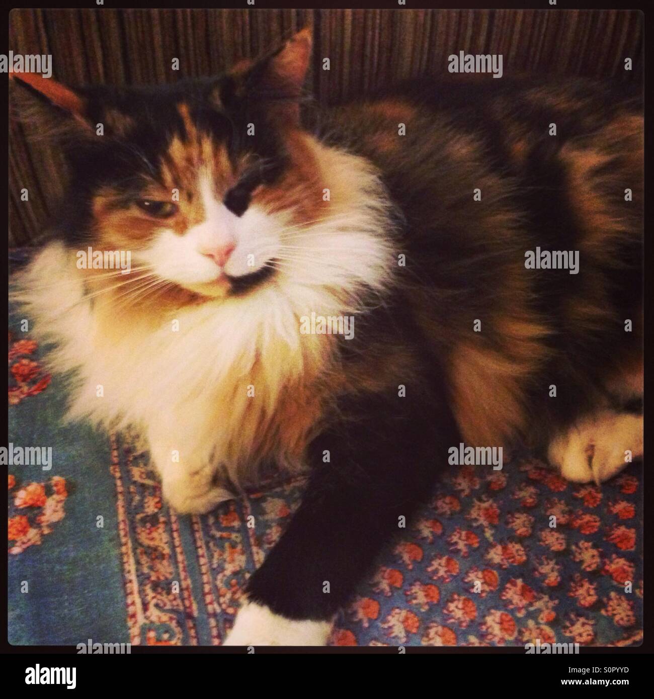 Tortoise kitty hi-res stock photography and images - Alamy