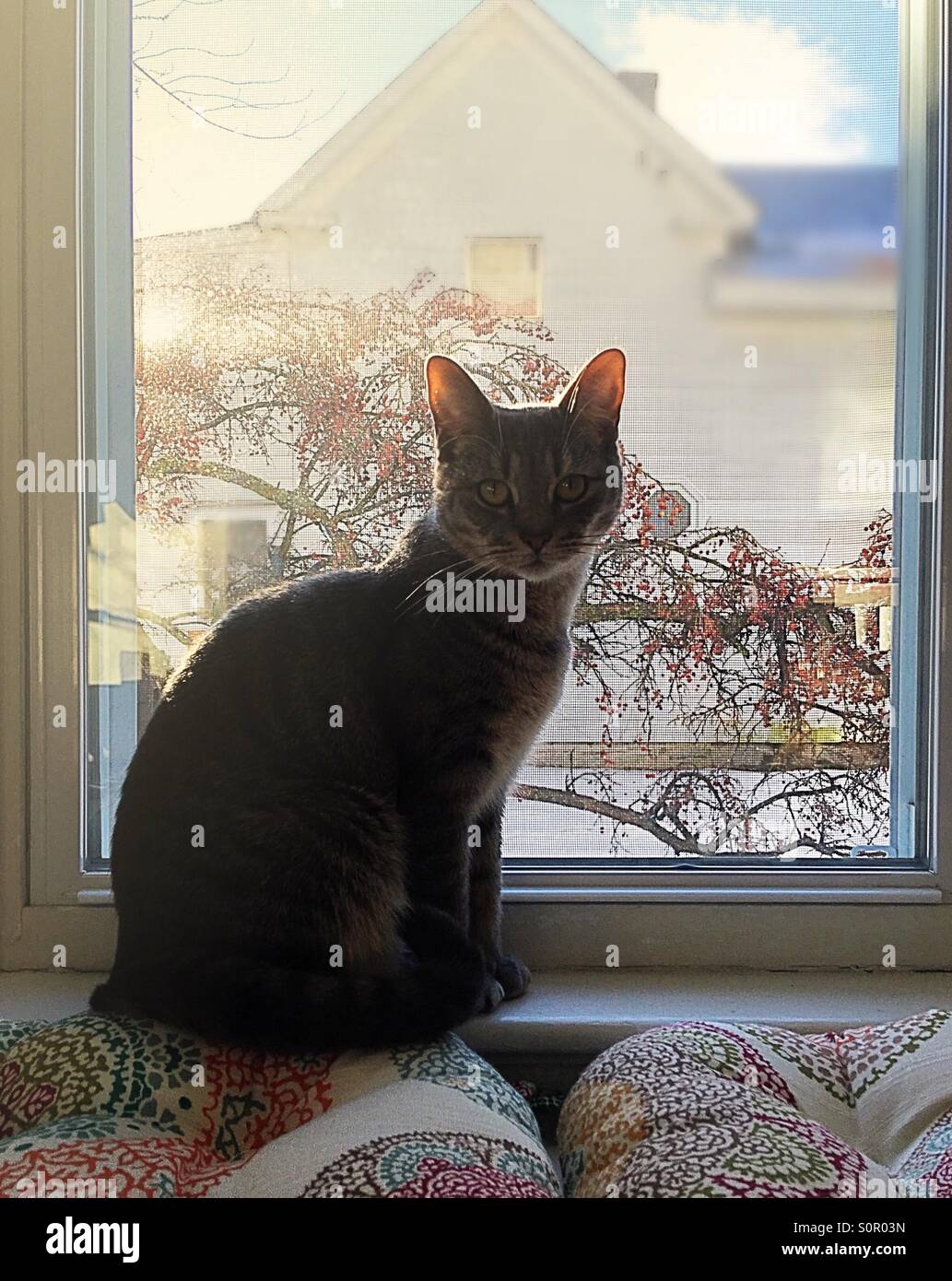 Cat sitting in window Stock Photo - Alamy