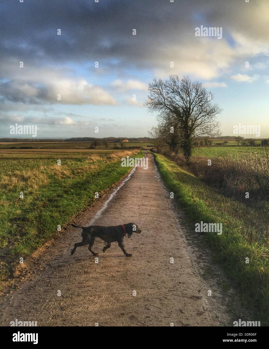 Dog walk in the country Stock Photo - Alamy