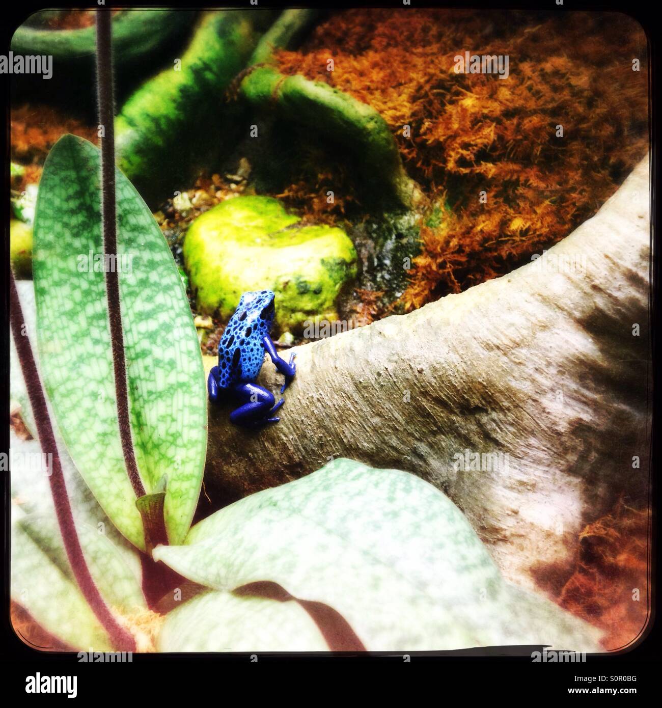 Blue spotted tree frog hi-res stock photography and images - Alamy