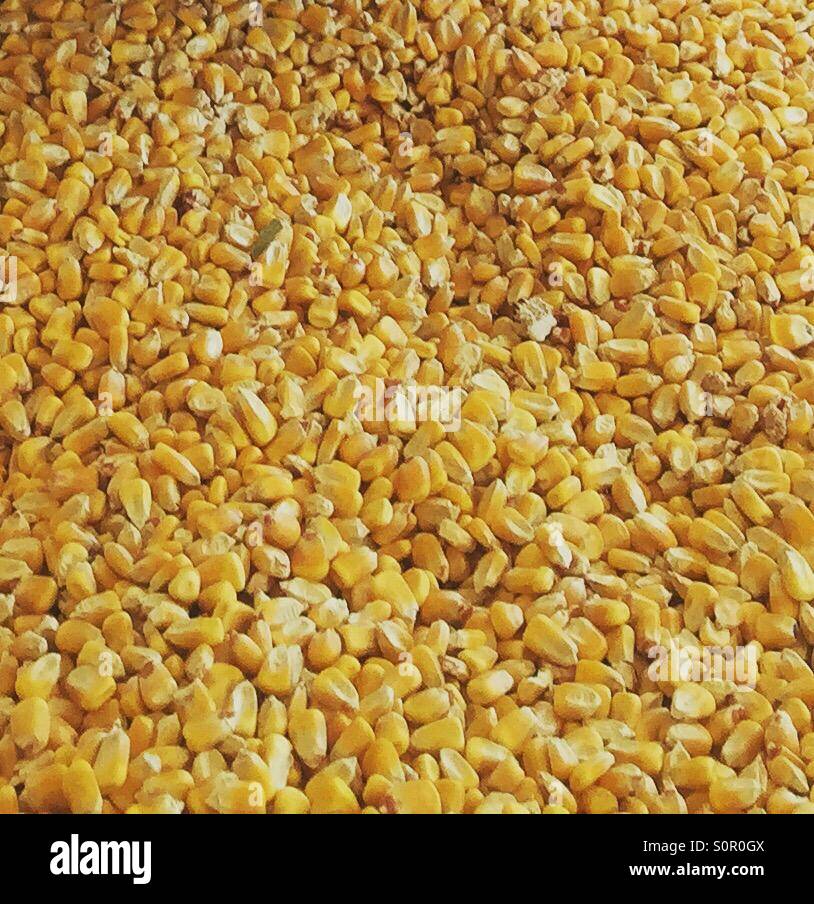 Corn seed texture hi-res stock photography and images - Alamy