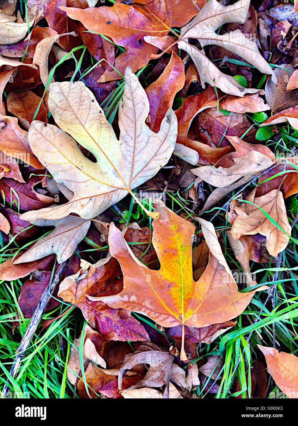 Fall Sycamore leaves in a grassy meadow Stock Photo - Alamy