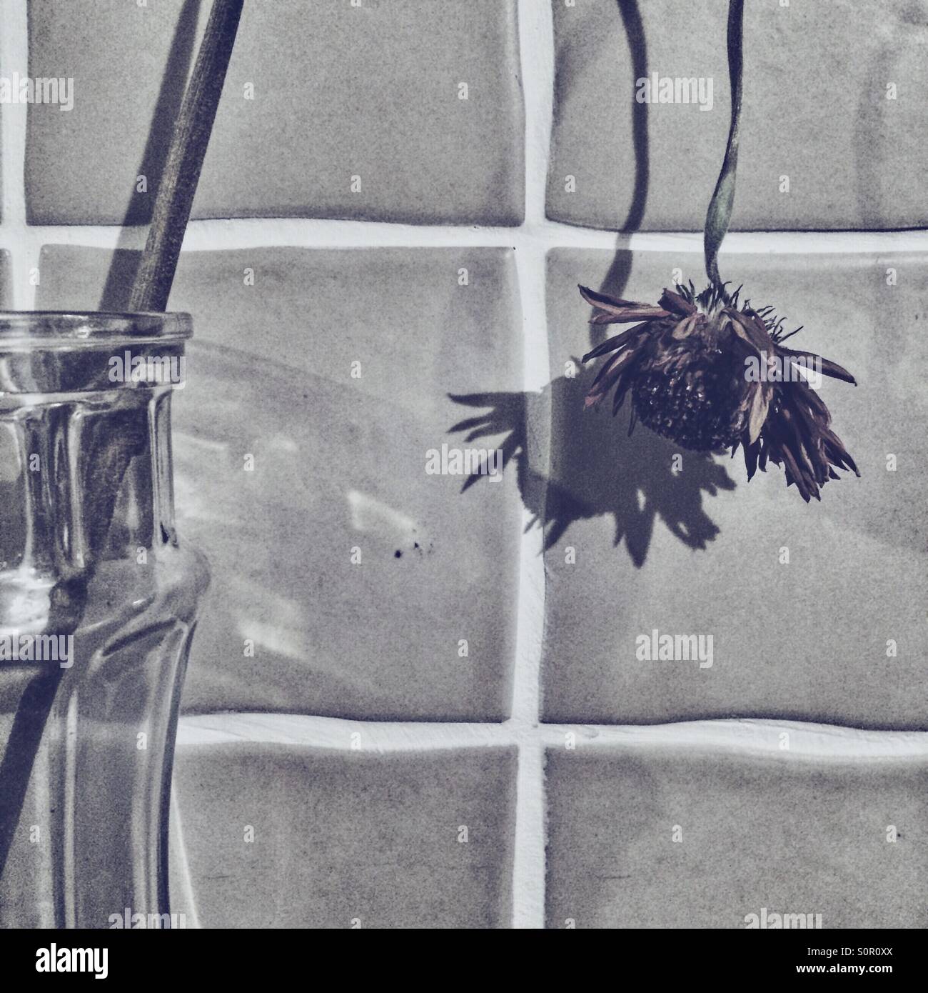 Dead flower vase hi-res stock photography and images - Alamy