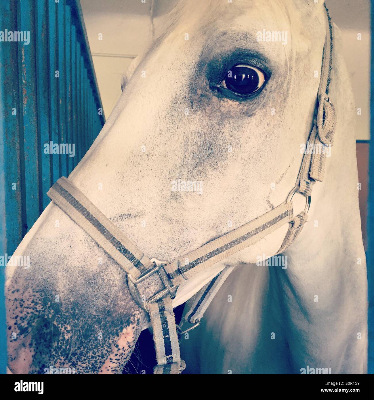 Horse selfie hi-res stock photography and images - Alamy