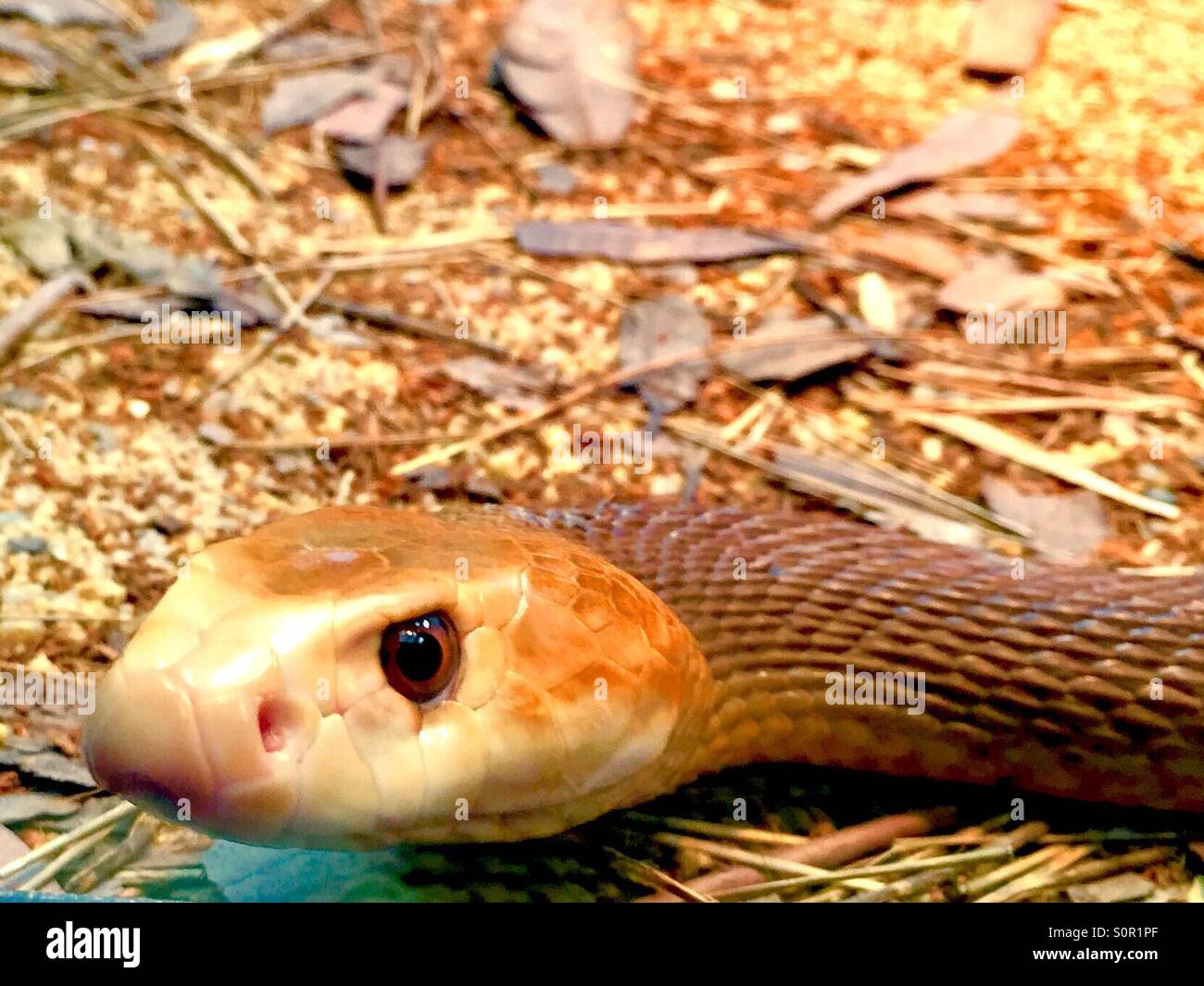 Taipan snake hi-res stock photography and images - Alamy