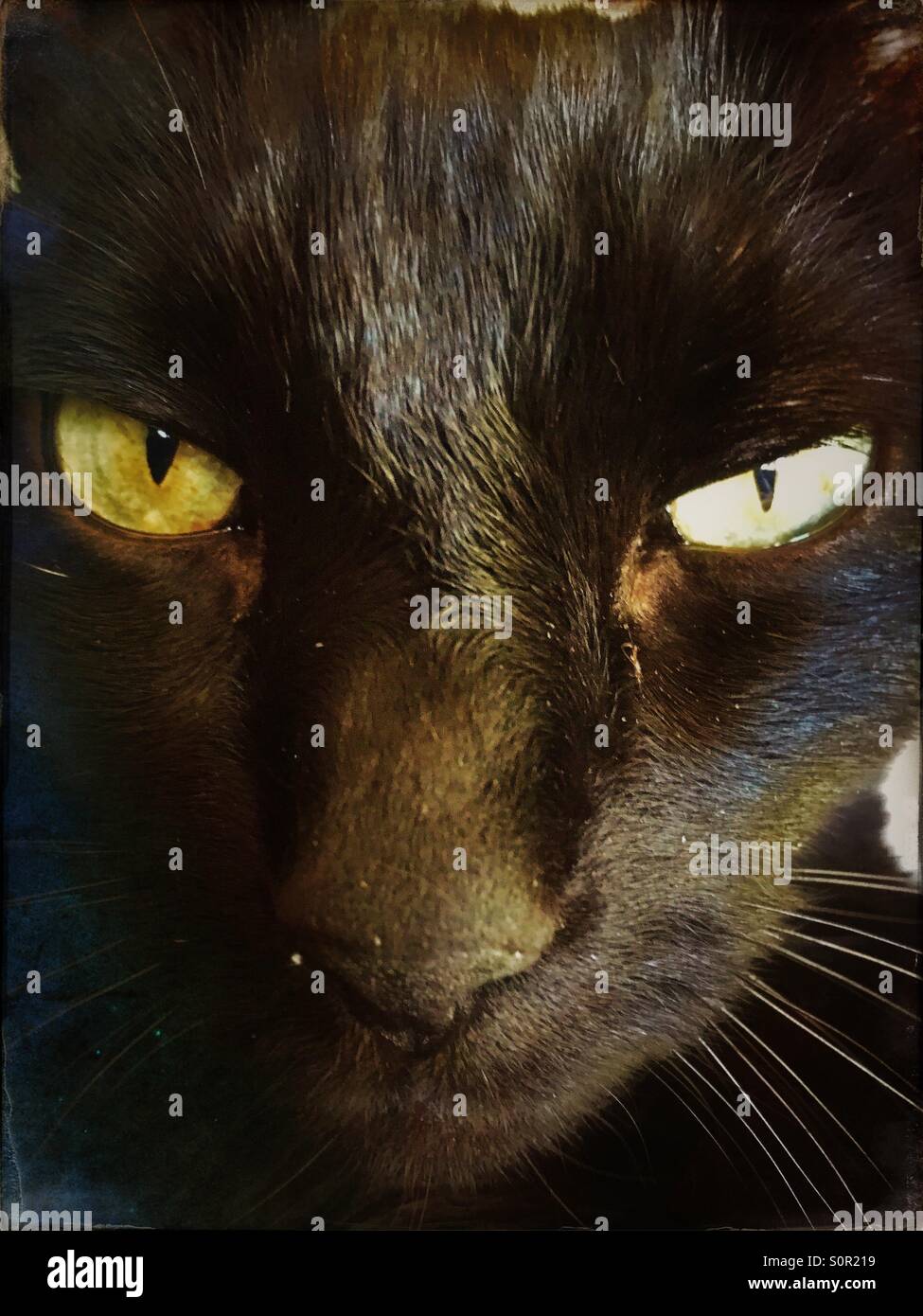 Black cat face Stock Photo - Alamy