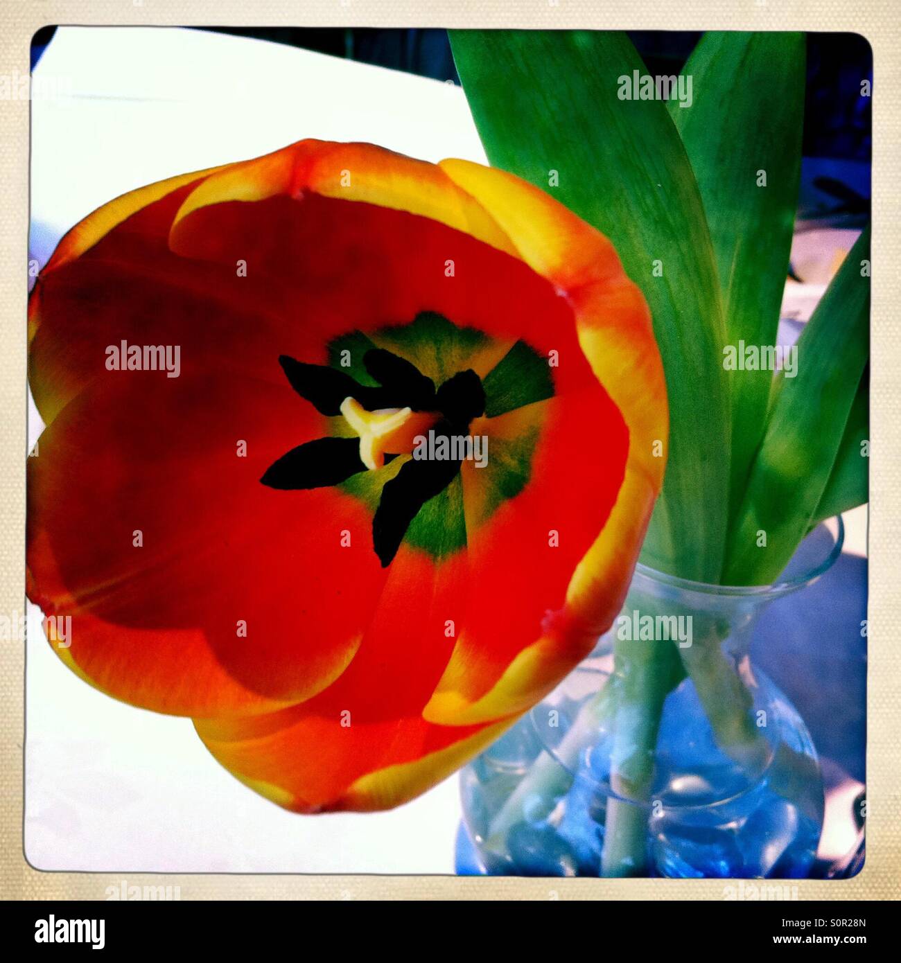 Spring Still Life Stock Photo - Alamy