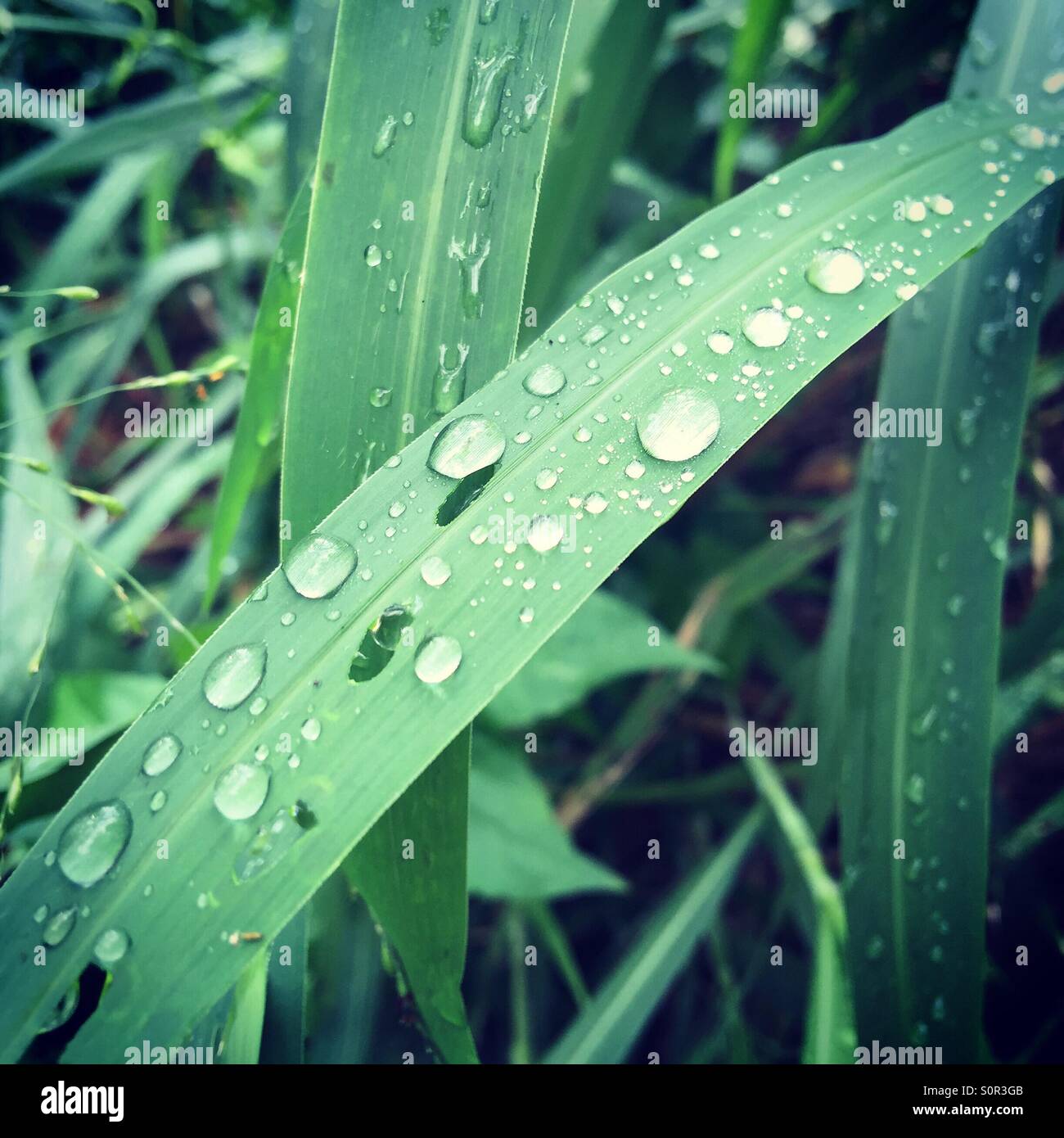 Earthly things hi-res stock photography and images - Alamy