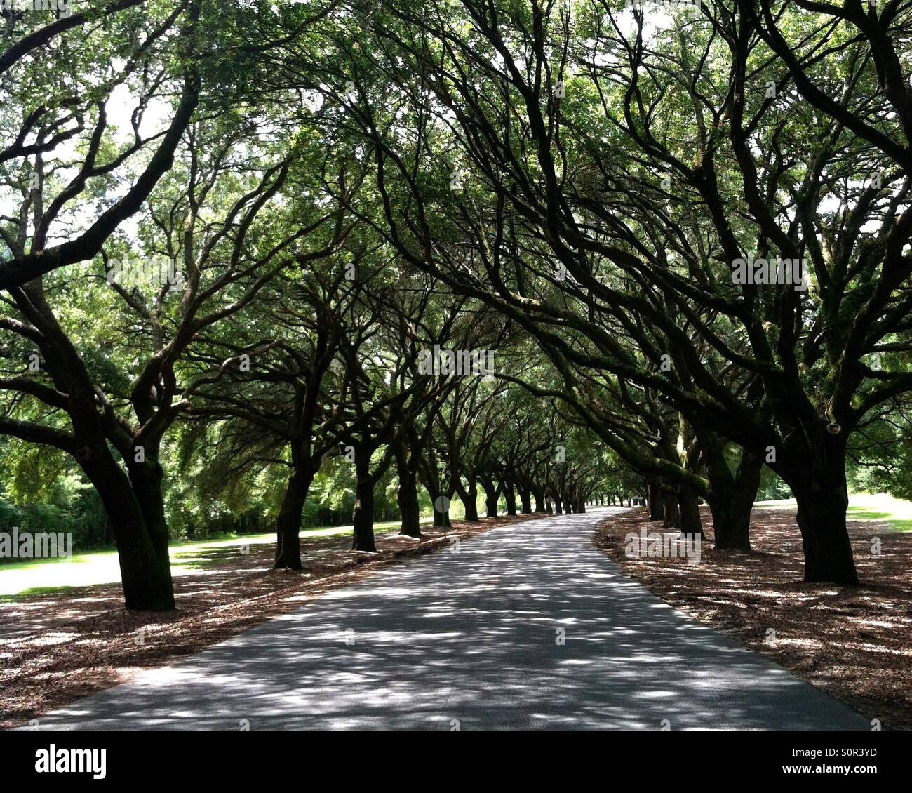 Shady lane road hi-res stock photography and images - Alamy
