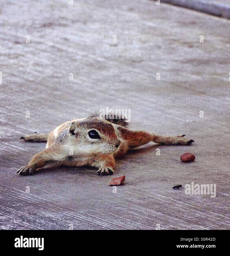 Chipmunk in nevada hi-res stock photography and images - Alamy