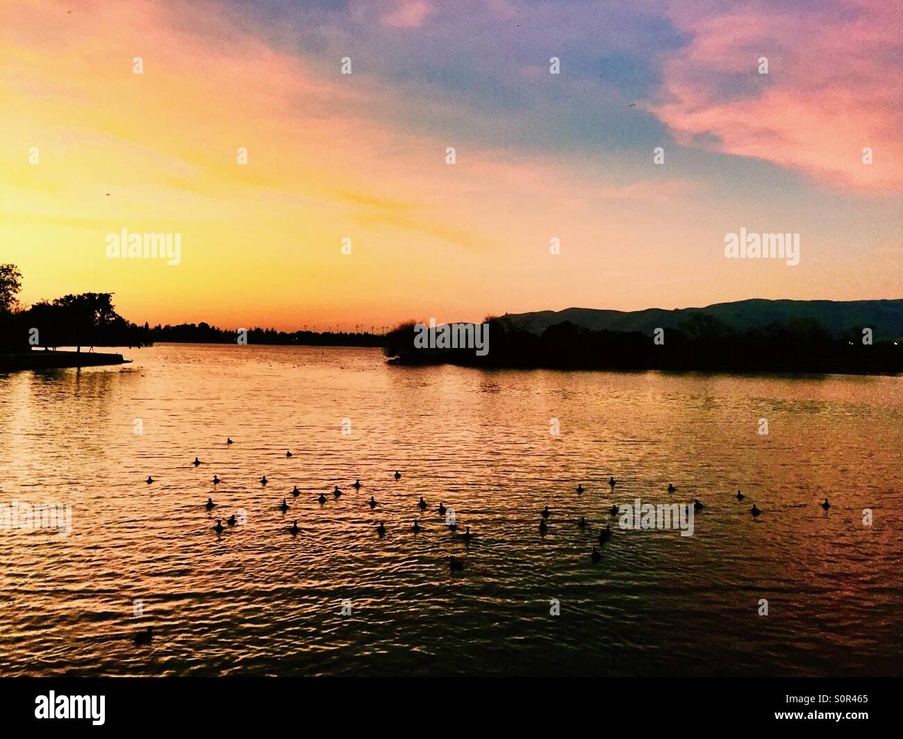 Ducks and animals hi-res stock photography and images - Alamy