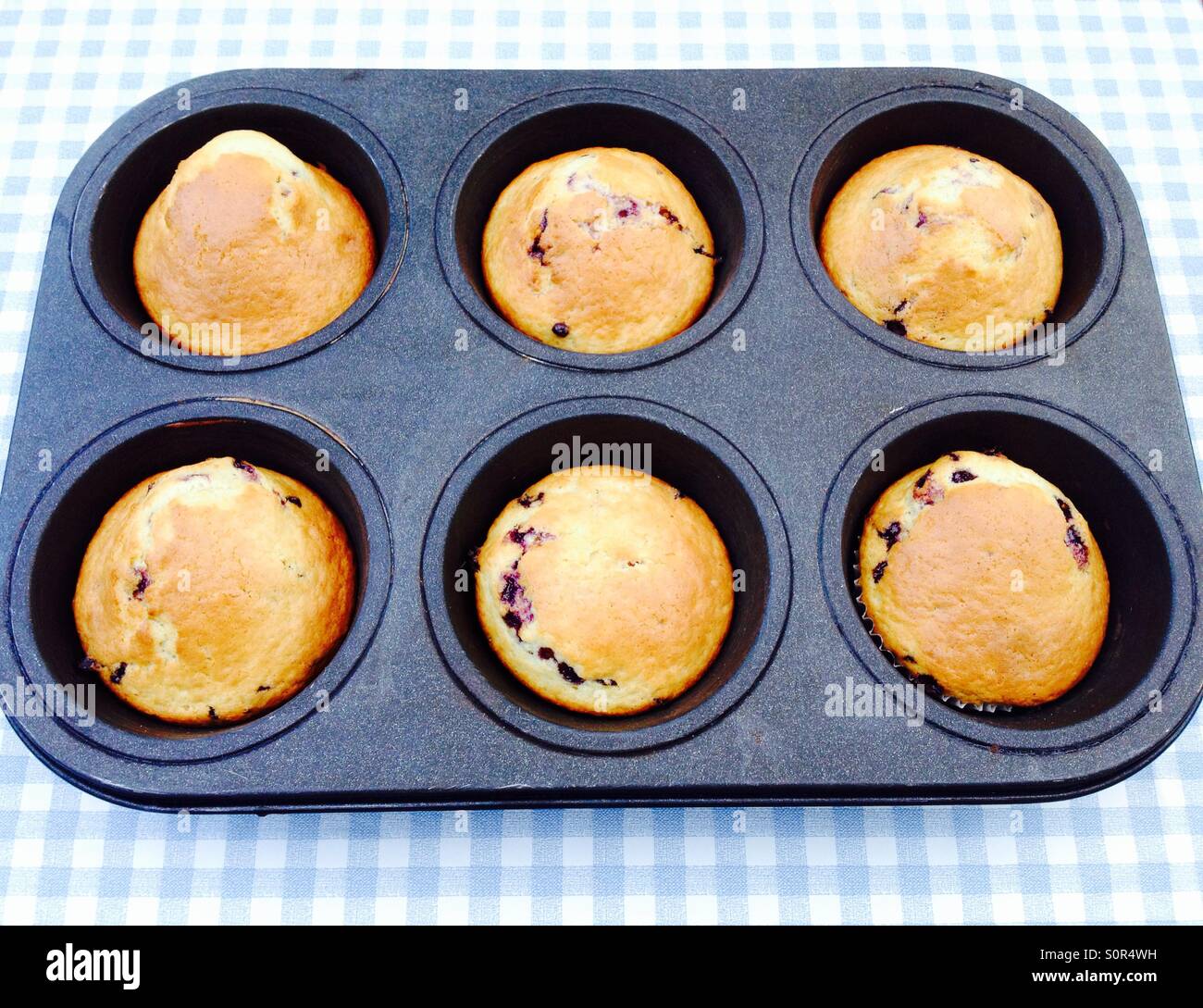 Blueberry muffins in baking try Stock Photo - Alamy