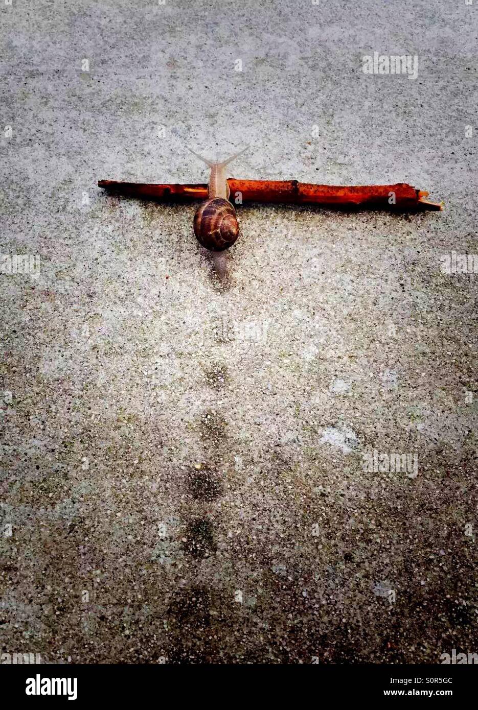 Insect Footprints High Resolution Stock Photography and Images - Alamy