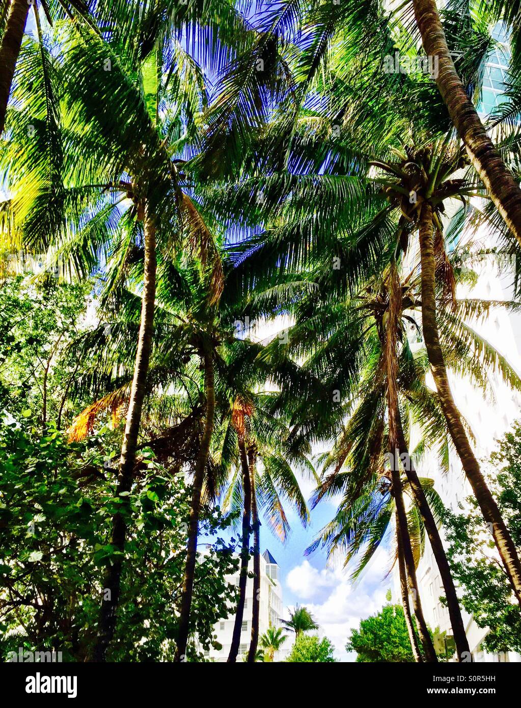 Palm trees and walkway hi-res stock photography and images - Alamy