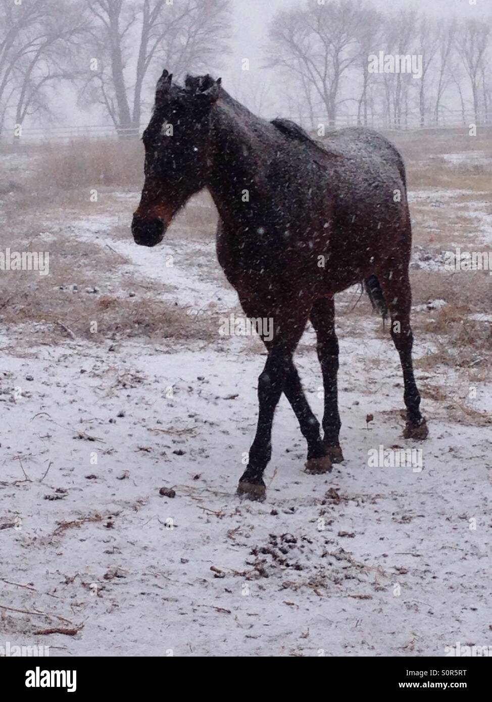 Marching in the snow Stock Photo - Alamy