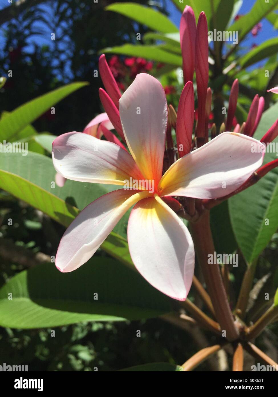 Frangipani buds hi-res stock photography and images - Alamy