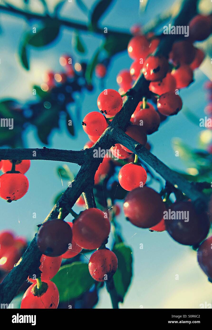 Bright berries against a clear blue sky Stock Photo - Alamy