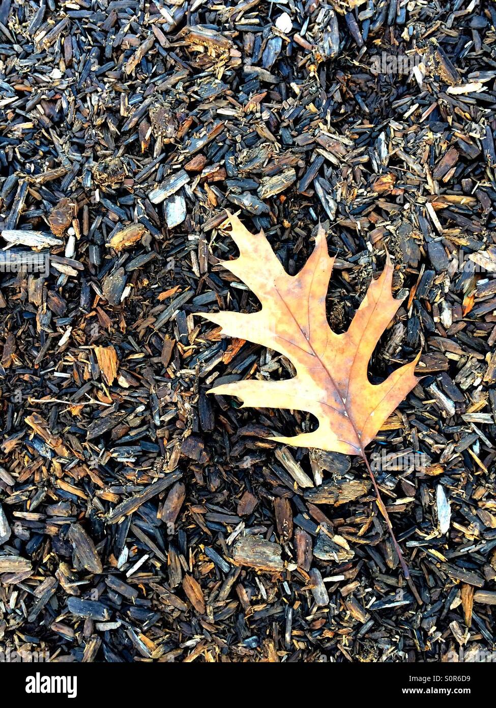 Alone leaf hi-res stock photography and images - Alamy