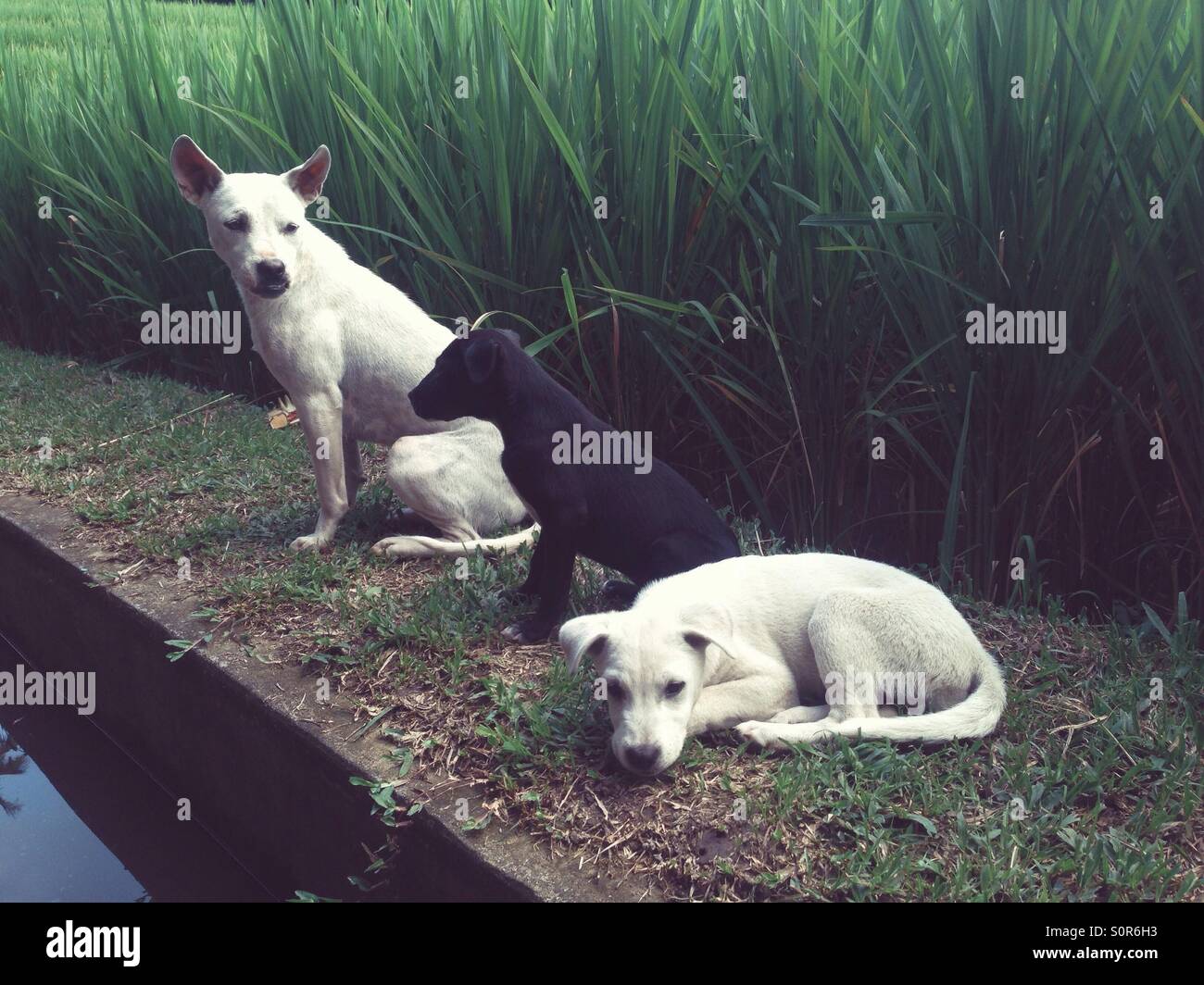 Family rice field hi-res stock photography and images - Alamy