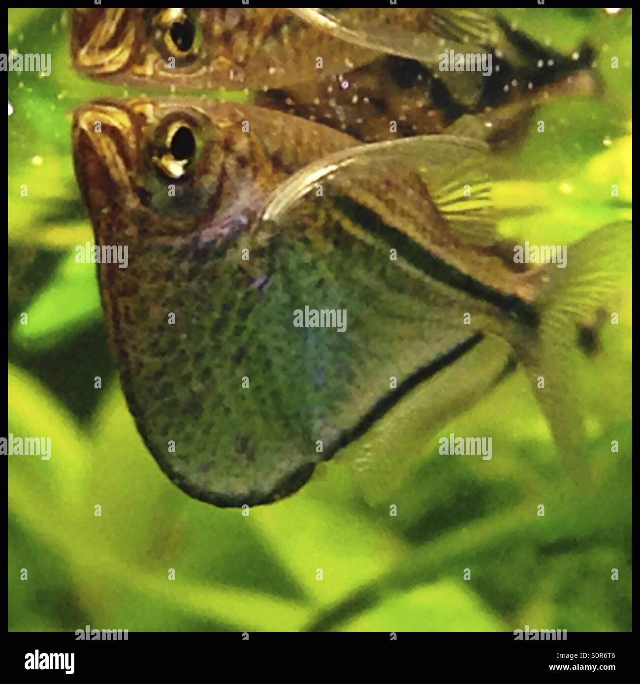 Fishwater fish hi-res stock photography and images - Alamy