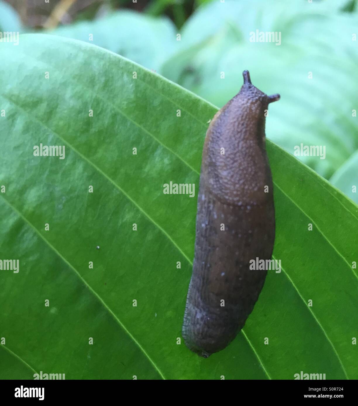 Hosta landscaping hi-res stock photography and images - Alamy