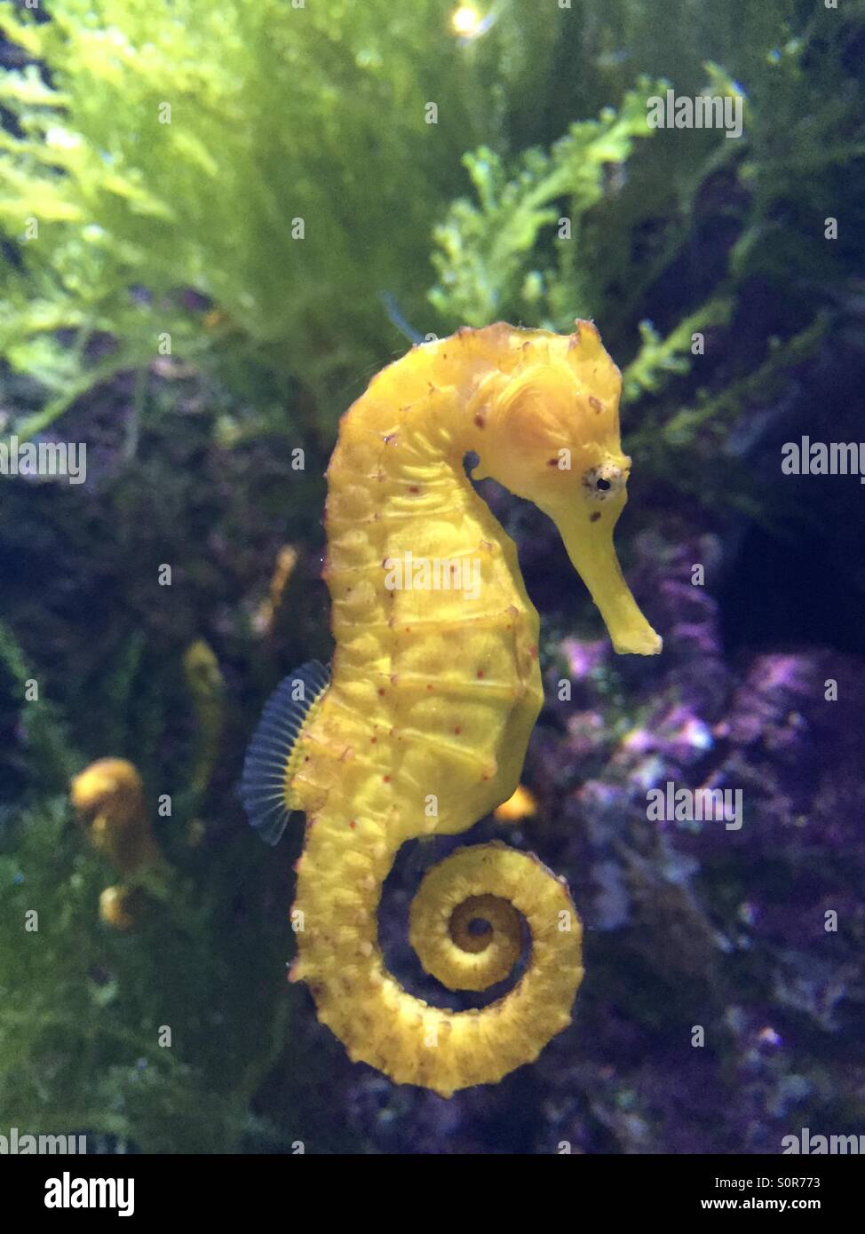 Seahorse coral reef hi-res stock photography and images - Alamy